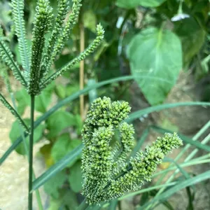 What is the Optimal Temperature for African finger millet? (Range ...
