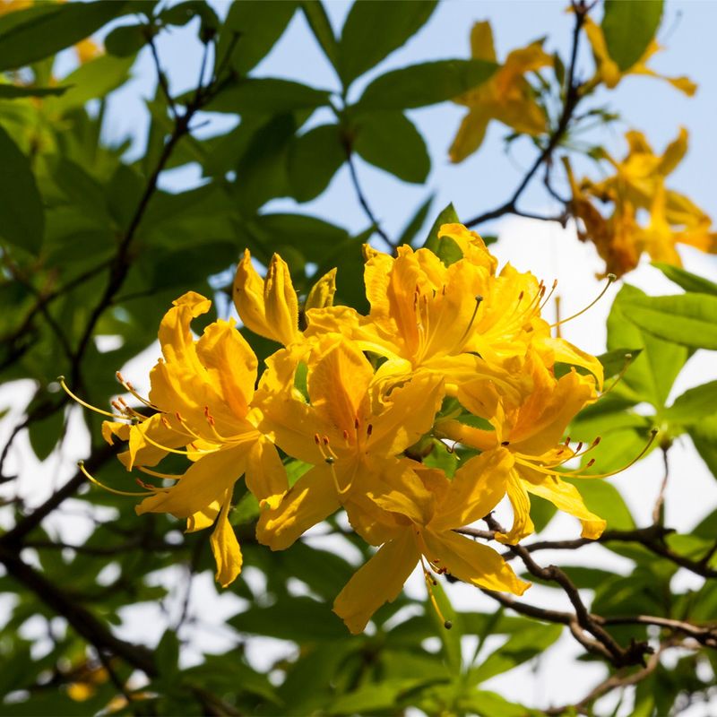 What Are Common Problems with Pontic azalea?