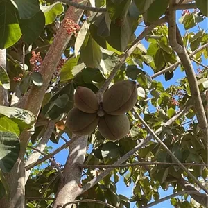 🍀 How to Grow and Care for Panama tree