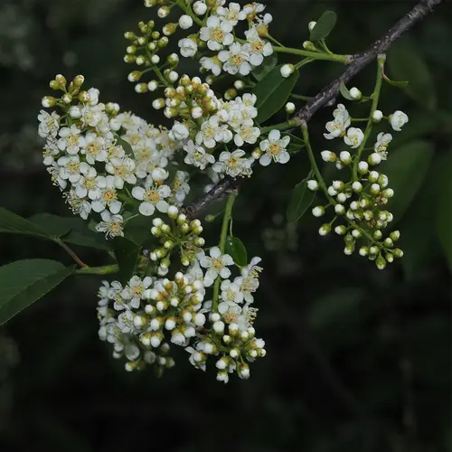 Black chokecherry (Prunus virginiana var. melanocarpa) Flower, Leaf ...