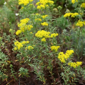 🍀 How to Grow and Care for Yellow tuft