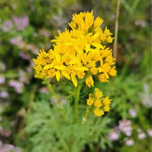 Suzón fino (Jacobaea adonidifolia) - PictureThis