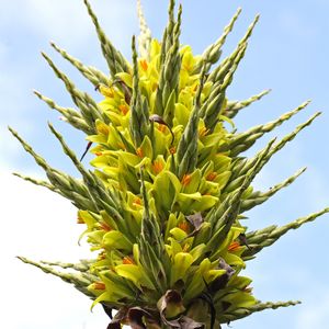 Chagual - Puya chilensis (Cuidado, Características, Flor, Imágenes)