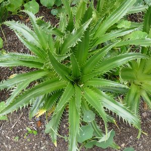 Eryngos - Eryngium (Taxonomy, Characteristics, Distribution, Images)
