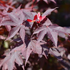 How to Grow and Care for Japanese maple 'Bloodgood'