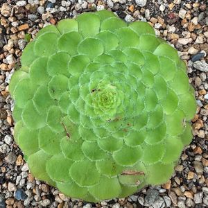 How to Grow and Care for Dinner plate plant
