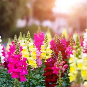 Boca de dragón - Antirrhinum majus (Cuidado, Características, Flor ...