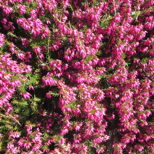 Brezo de Invierno (Erica carnea) - PictureThis