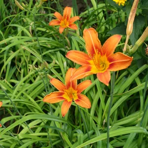 How to Propagate Ditch lily
