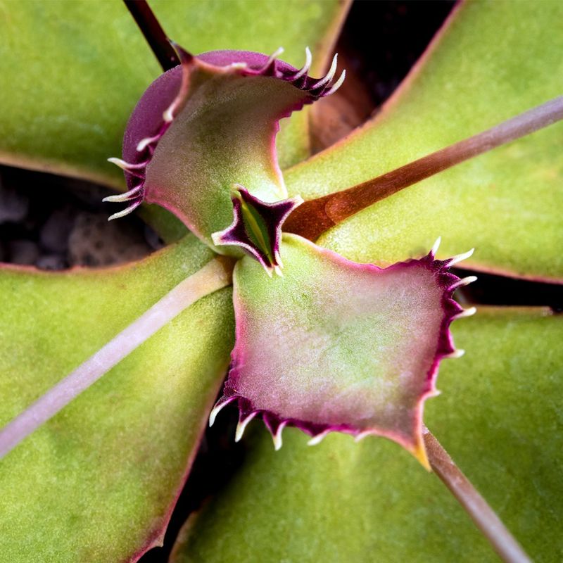 Enhancing Your Garden Space: How to Incorporate Walking Kalanchoe?