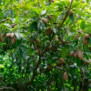 How to Prune Sapodilla