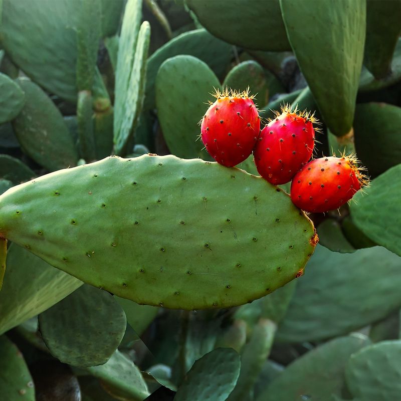 ¿Cuánta Luz Solar Necesita Nopal?