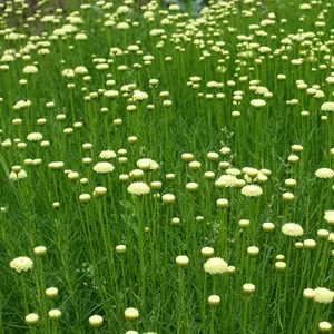 How to Propagate Holy-flax