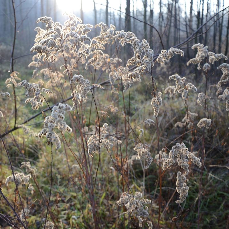 What Are the Common Problems in Woolgrass?