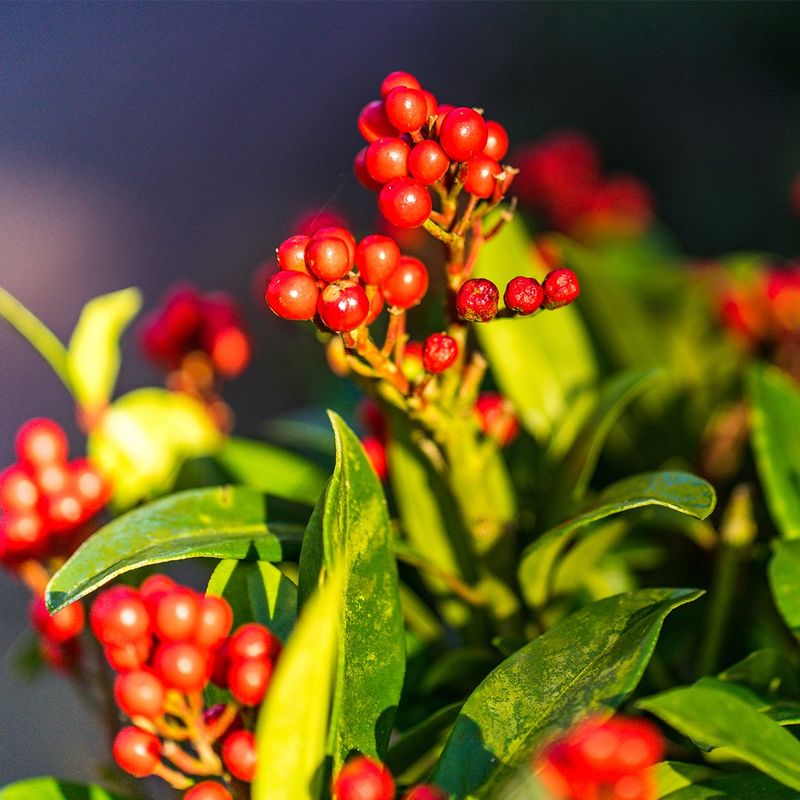 Exploring the Hidden Meaning and Beauty of Reeves Skimmia Flowers