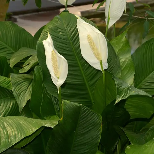 Cuna de Moisés (Spathiphyllum floribundum) - PictureThis