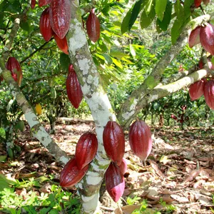 How to Prune Cocoa tree