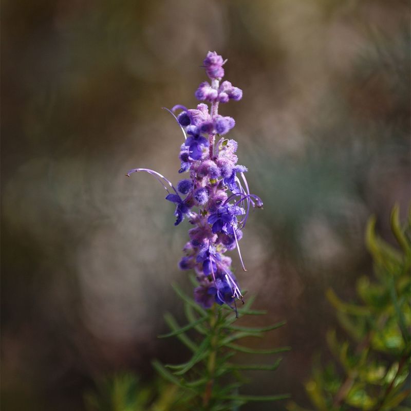 Discover the Allure and Meaning Behind Wooly Bluecurls (Trichostema ...
