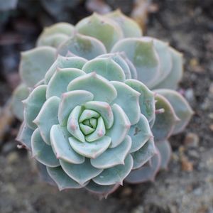How to Grow and Care for Porcelain Plant