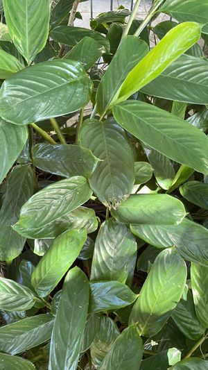 Ctenanthe compressa - PictureThis