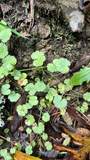 Hydrocotyle moschata - PictureThis
