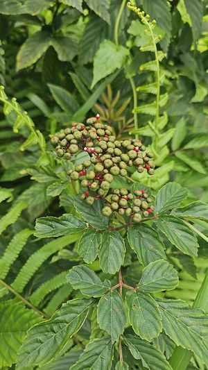 Leea rubra - Leea rubra (Taxonomía, Características, Flor, Imágenes)