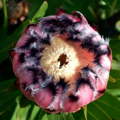 Protea neriifolia - PictureThis