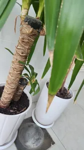 How to Treat Leaf blight Disease on Spineless yucca?