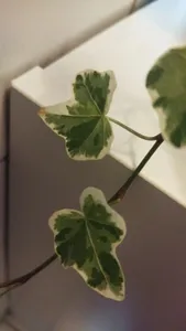How to Treat Leaf rot Disease on English ivy?