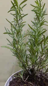 How to Treat Leaf rot Disease on Rosemary?