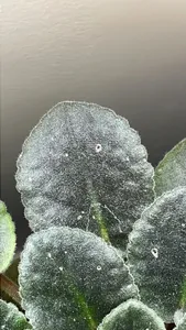 How to Treat Powdery mildew Disease on African violet?