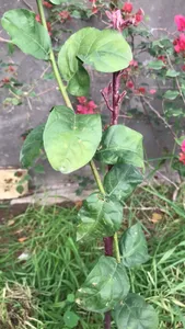 How to Treat Leaf rot Disease on Arabian jasmine?