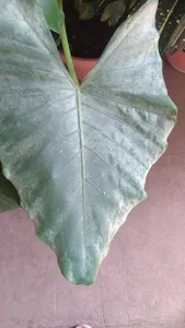 How to Treat Leaf mites Disease on Giant taro?