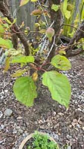 How to Treat Caterpillars Disease on Apricot?