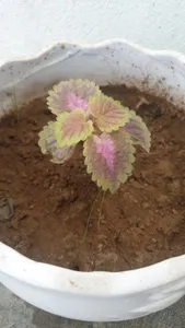 How to Treat Leaf rot Disease on Common coleus?