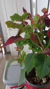How to Treat Leaf rot Disease on Poinsettia?