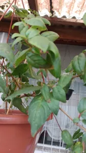 How to Treat Brown blotch Disease on Hardy fuchsia?