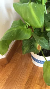 How to Treat Brown blotch yellow edge Disease on Calla lily?