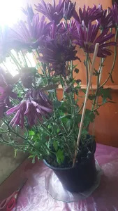 How to Treat flower wilting Disease on Garden mum?