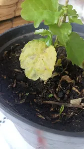How to Treat Leaf rot Disease on Geranium aralia?