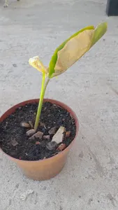 Wie behandelt man die Krankheit Blattfäule bei Gewöhnliche Calla?