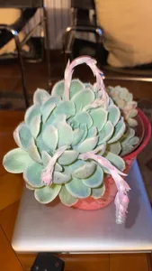 ¿Cómo tratar la enfermedad Podredumbre de las hojas en Rosa de alabastro?