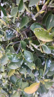Evergreen Fungus Disease Euonymus: Powdery Mildew | Hortsense
