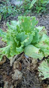 Bagaimana Mengobati Penyakit Busuk daun di Selada