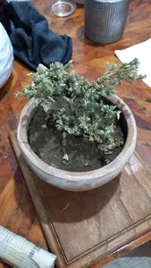 How to Treat Dieback Disease on Japanese garden juniper?