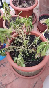 How to Treat Wilting Disease on Madagascar periwinkle?