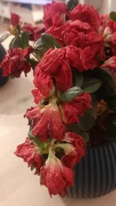 How to Treat flower wilting Disease on Red azalea?