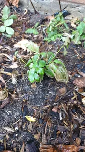 How to Treat Leaf rot Disease on Woodland strawberry?