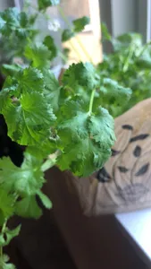 How to Treat Wilting Disease on Coriander?