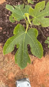 How to Treat Leaf miners Disease on Common fig?